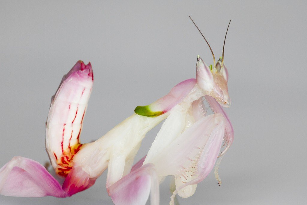 Alla base del dimorfismo sessuale nelle mantidi orchidee – Pikaia