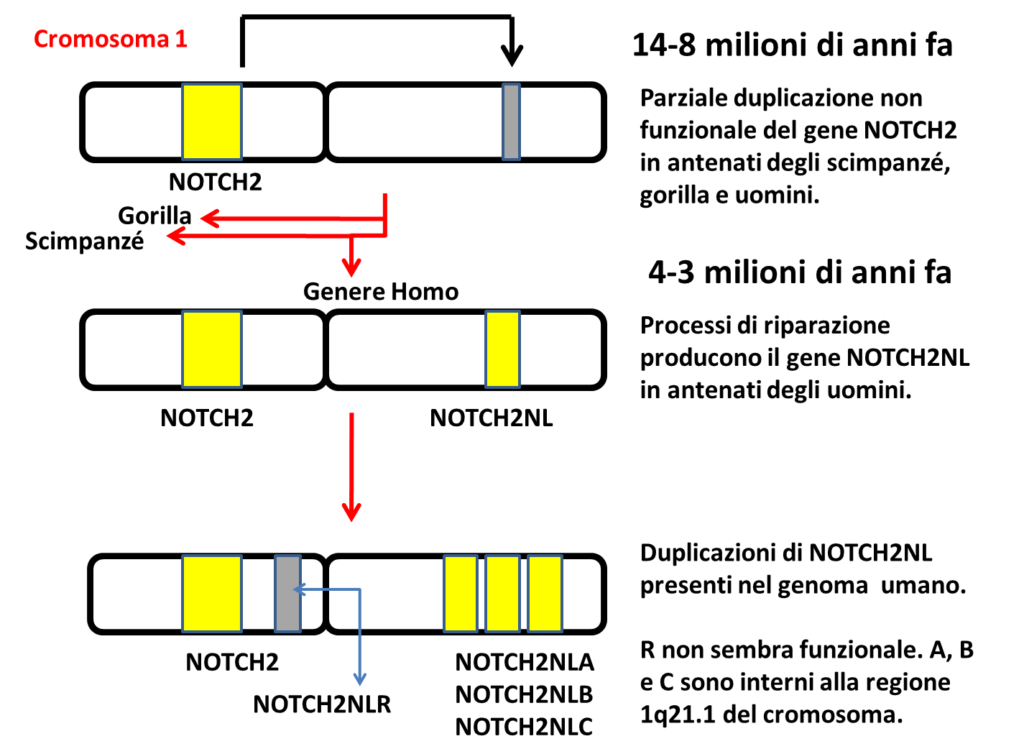 In copie di geni il segreto delle dimensioni del cervello umano – Pikaia