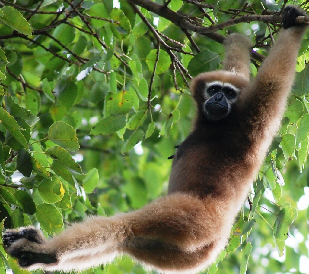 Il più antico gibbone conosciuto – Pikaia