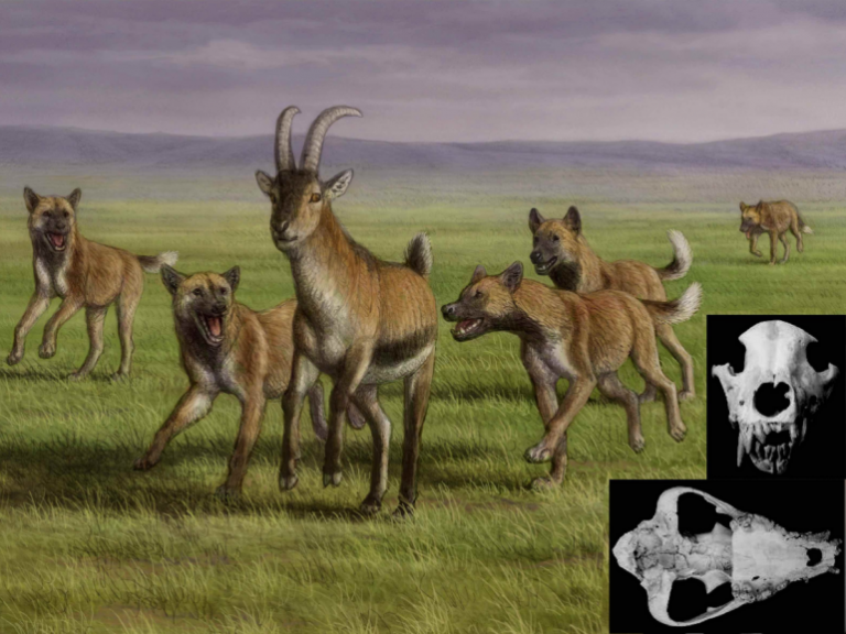 Canidi preistorici, a Dmanisi scoperti i più antichi resti di licaone ...
