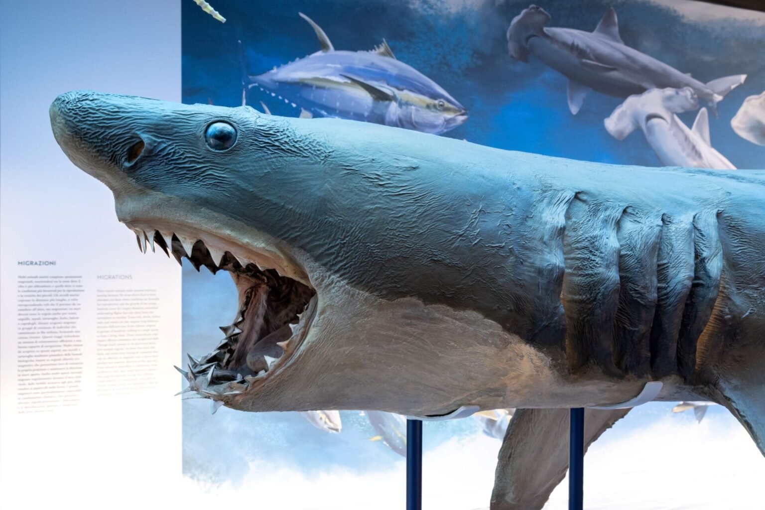 Uno squalo bianco al Museo della Natura e dell’Uomo – Pikaia